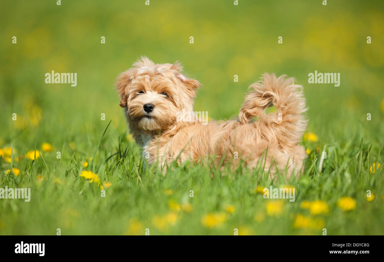 Havanese pup hi-res stock photography and images - Alamy