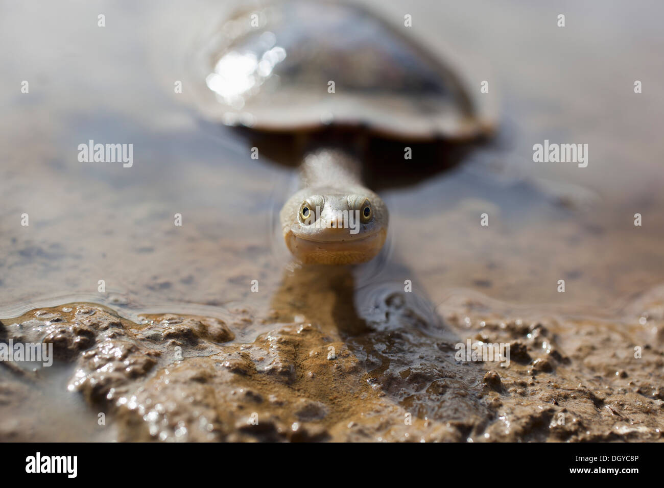 Turtle swimming to camera hi-res stock photography and images - Alamy