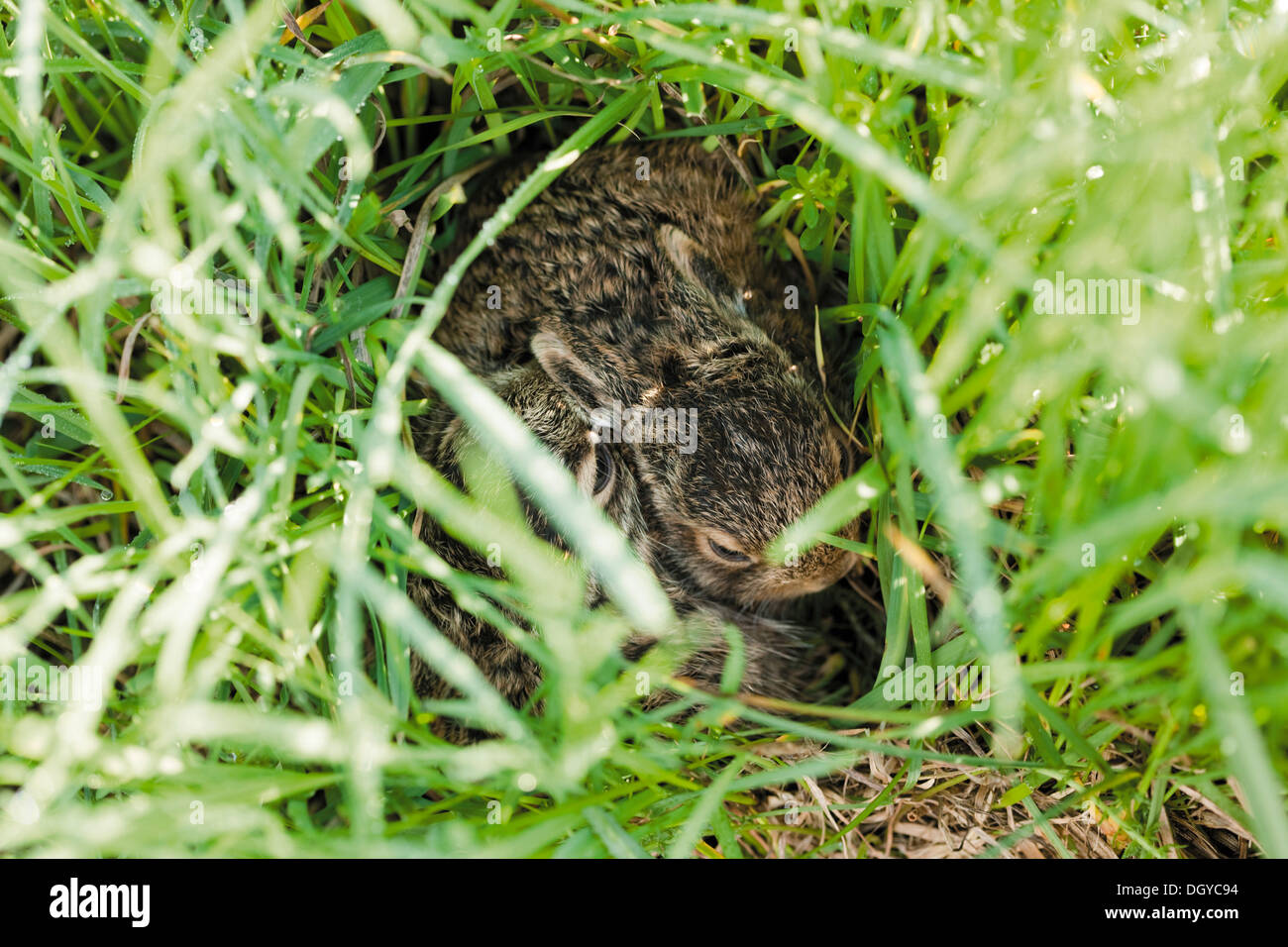 European Brown Hare (Lepus europaeus). Two leverets hiding in grass ...