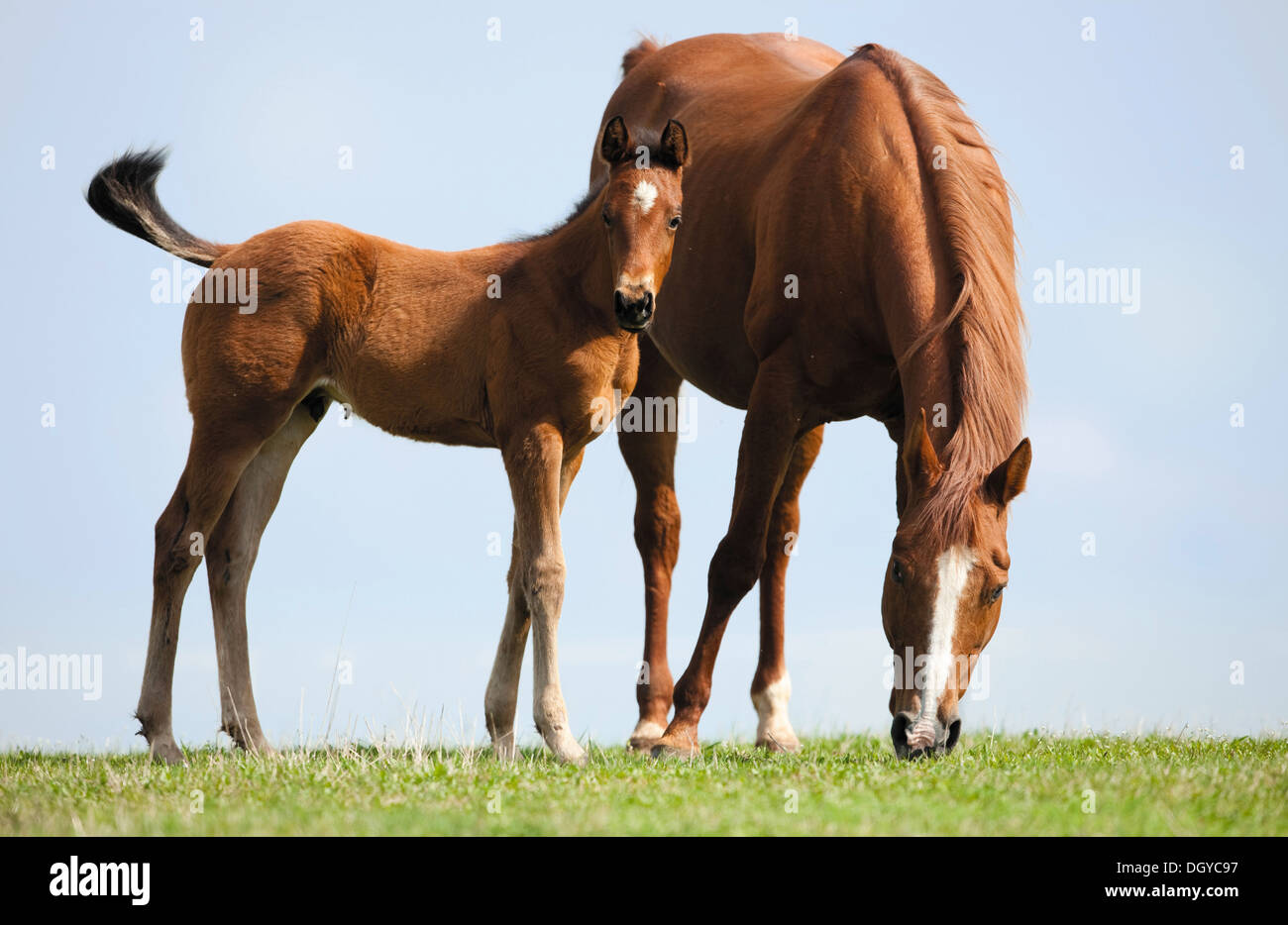 Baby Quarter Horse Foals
