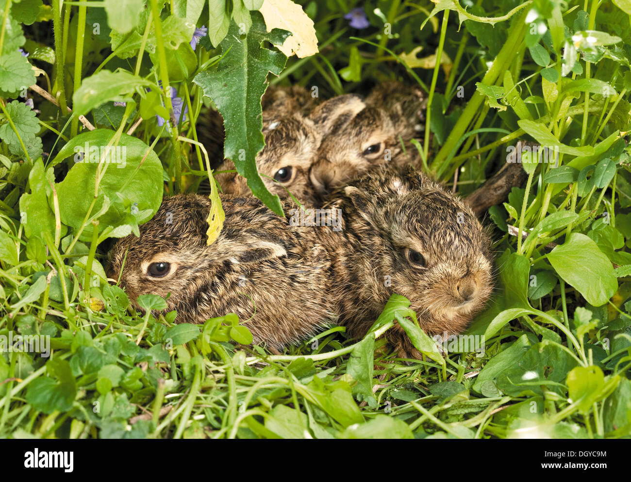 European Brown Hare (Lepus europaeus). Two leverets hiding in grass ...