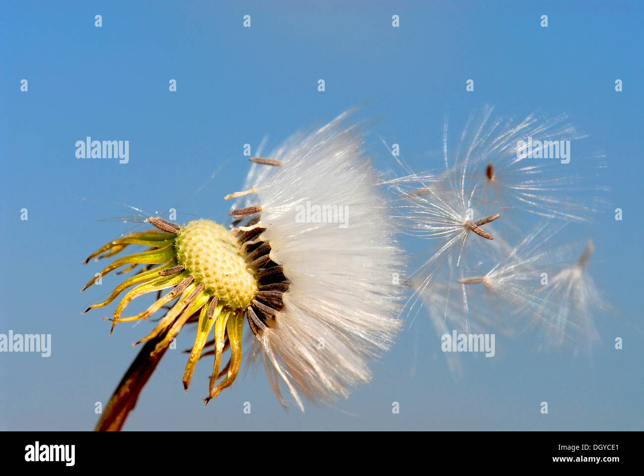 Seeds blowing in the wind hi-res stock photography and images - Alamy