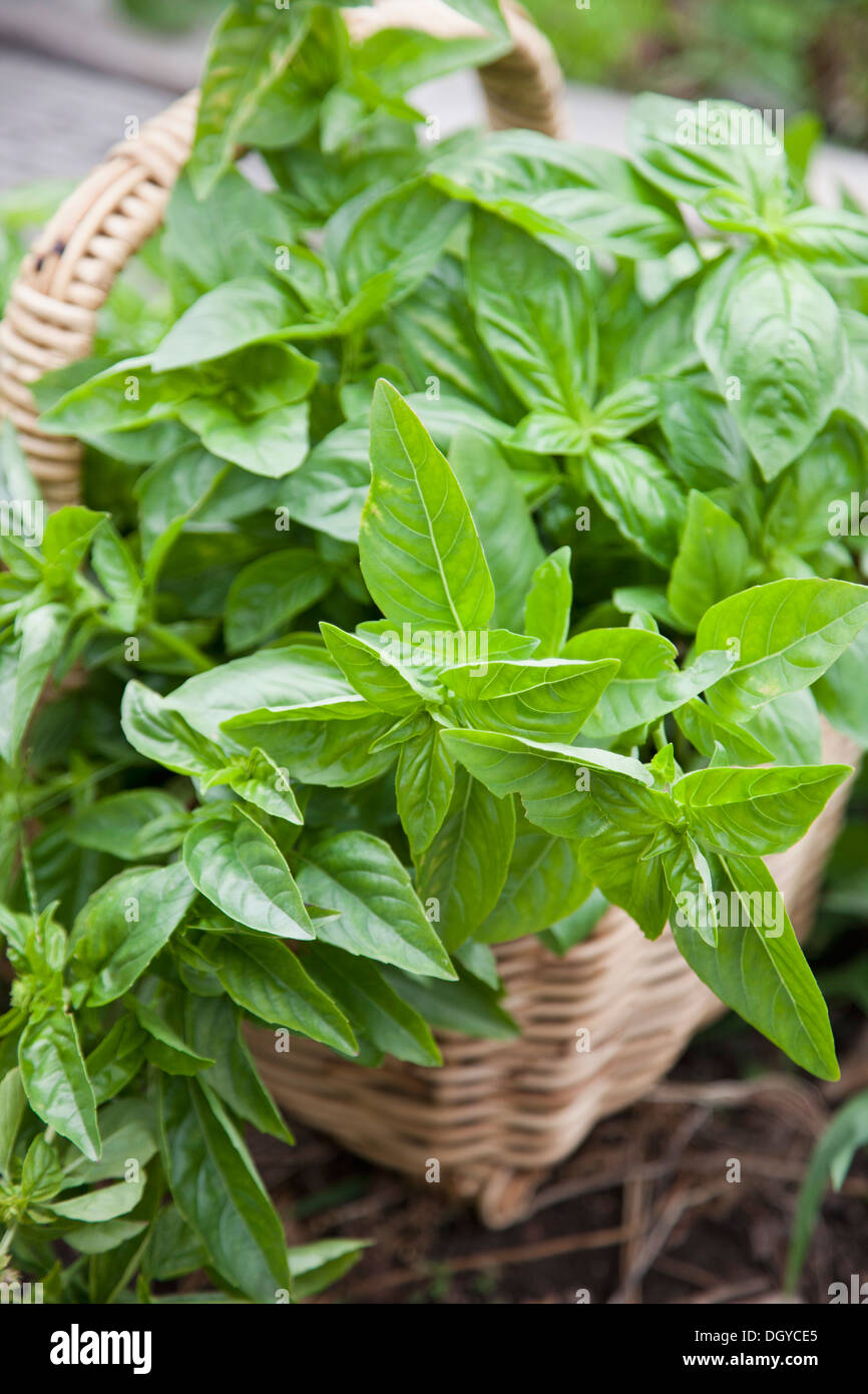 Wicker basket full of basil leaves Stock Photo - Alamy