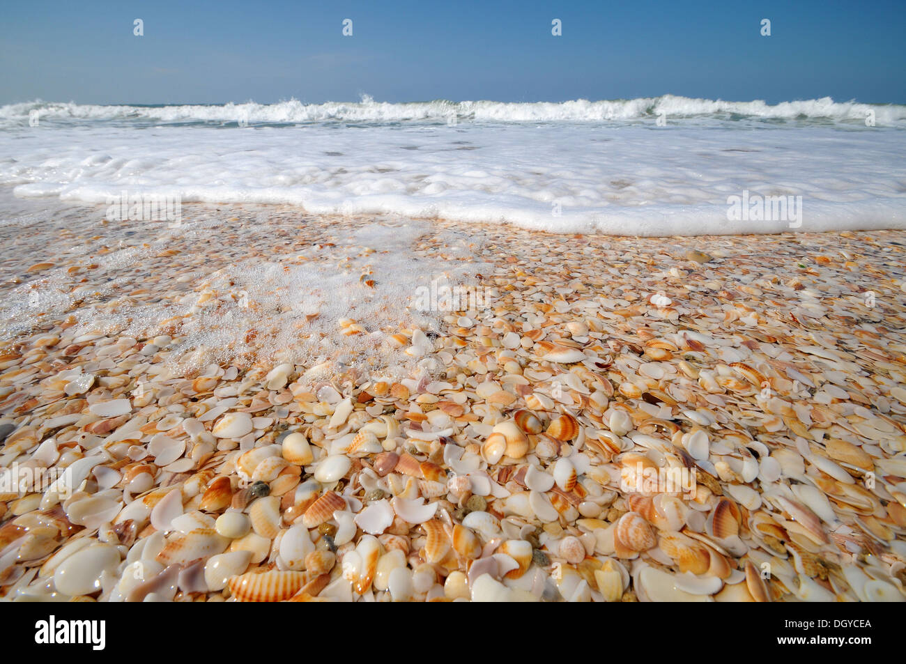 Sea shells on a seashore Stock Photo - Alamy