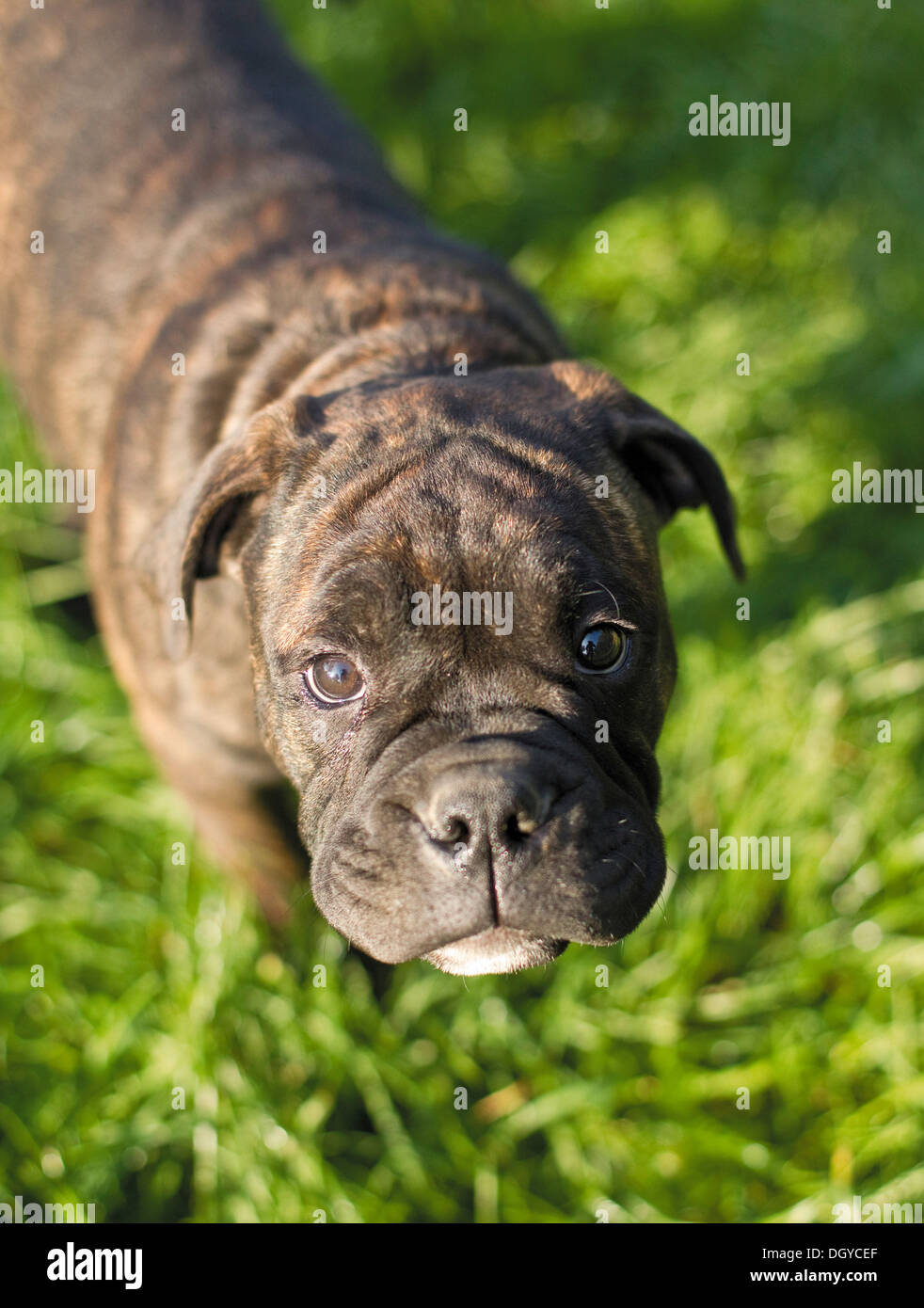 Continental Bulldog. Puppy looking into the camera Stock Photo - Alamy