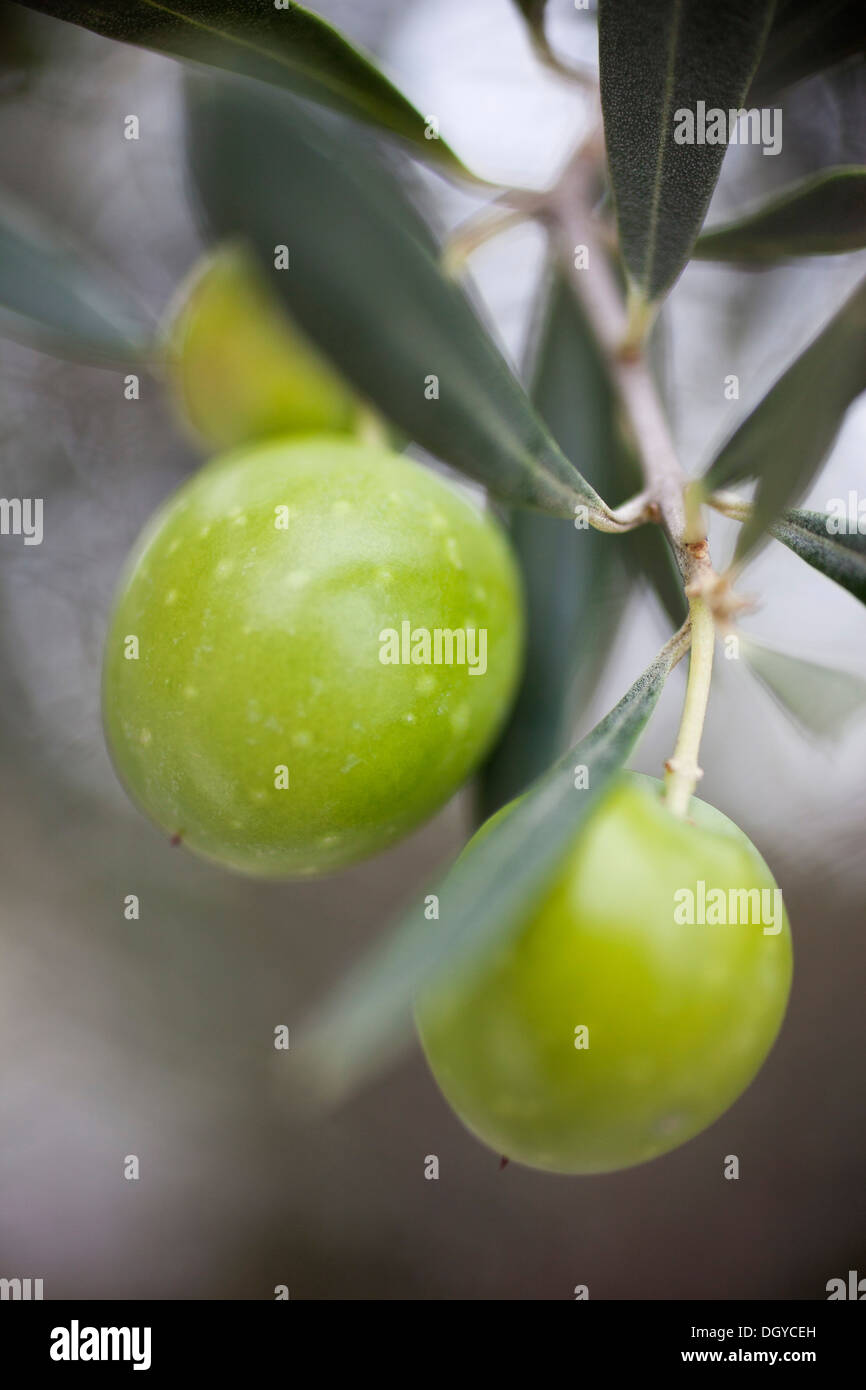 Side view branch ripe hi-res stock photography and images - Alamy