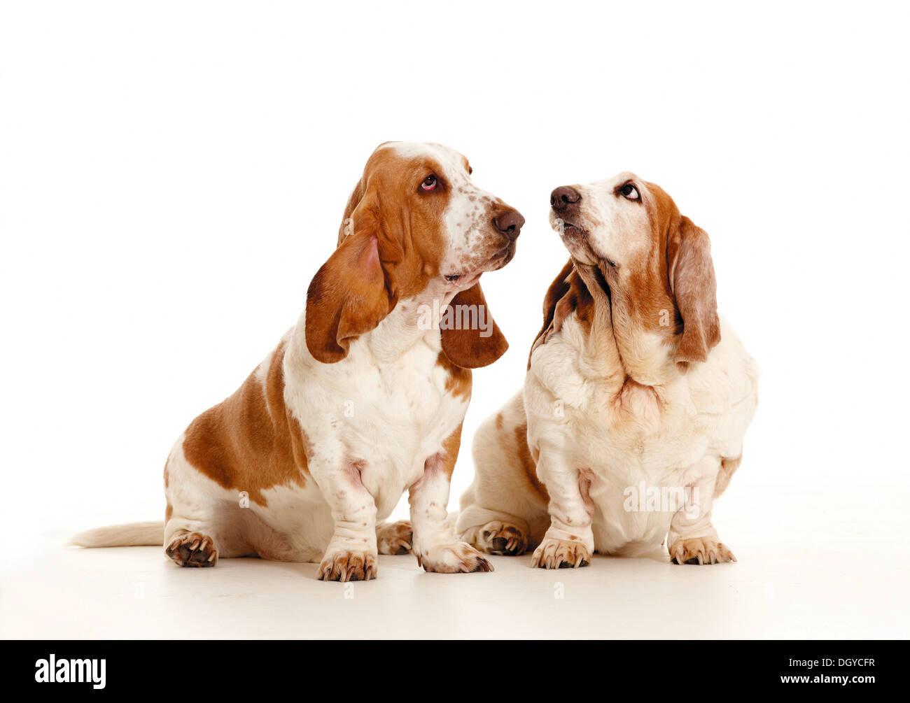 Basset Hound. Two adults sitting next to each other. Studio picture ...