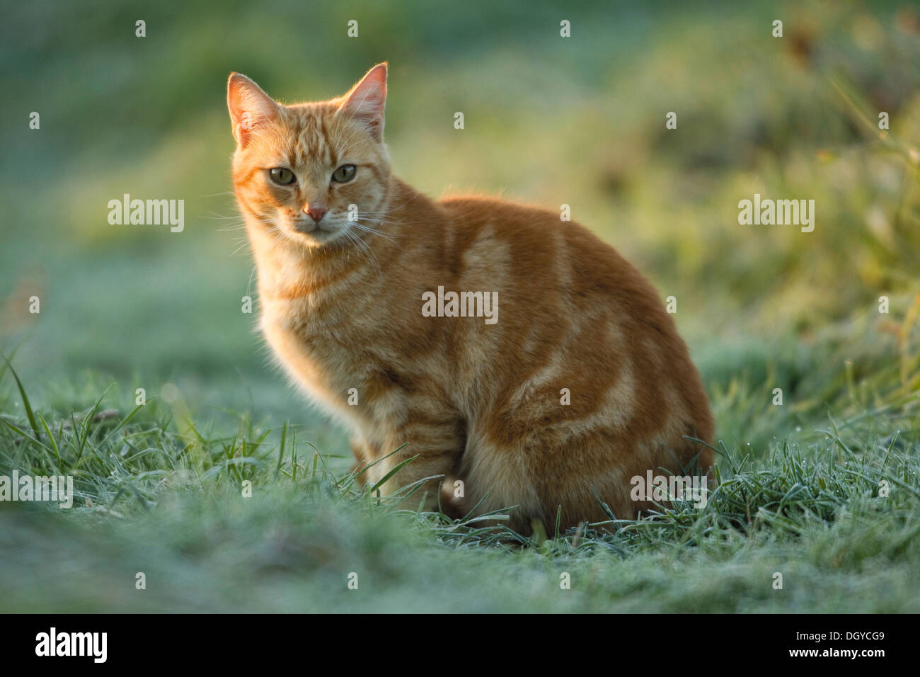Domestic cat. Red tabby adult sitting in grass Stock Photo - Alamy