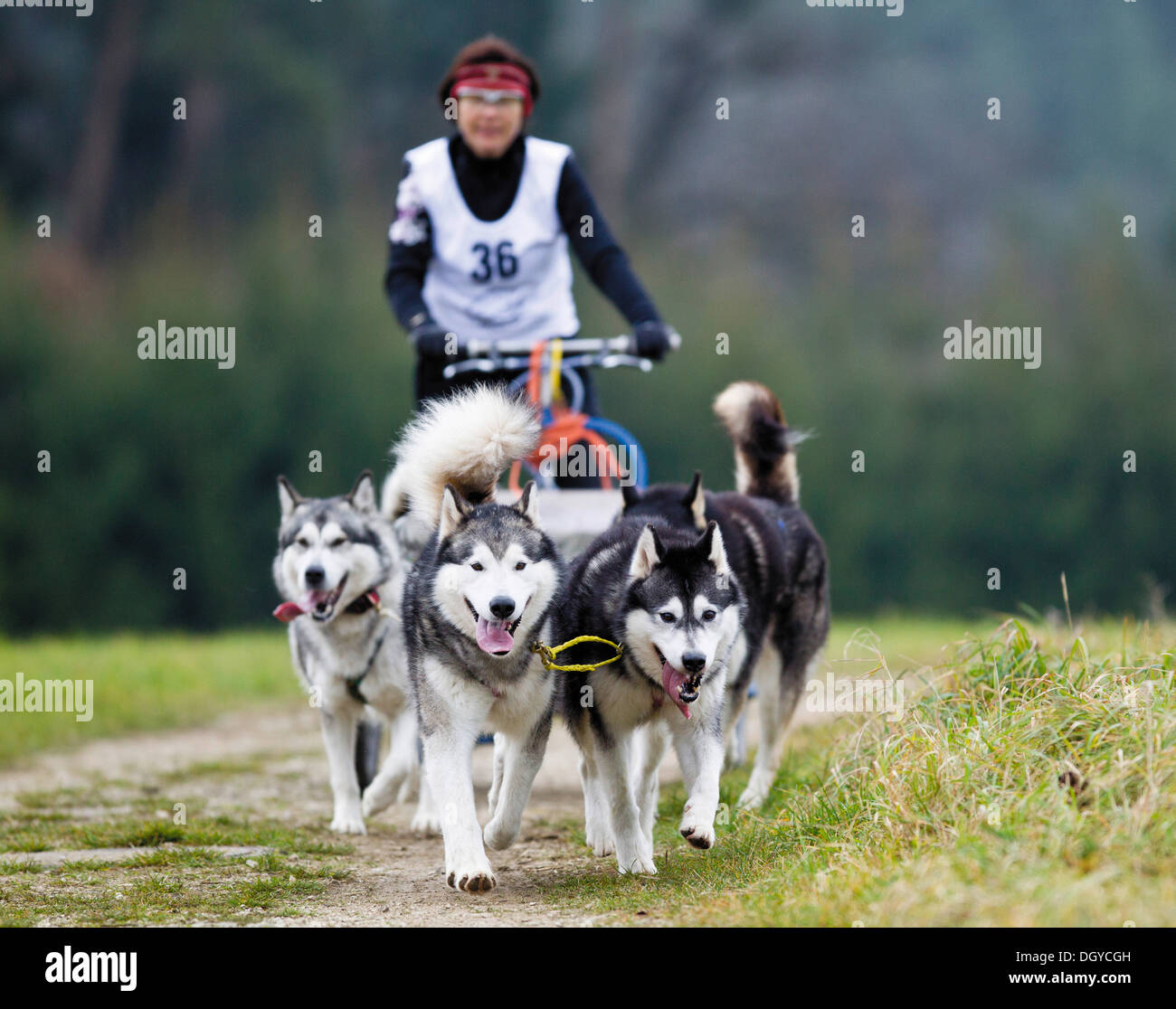 Huskys pulling a cart Stock Photo - Alamy