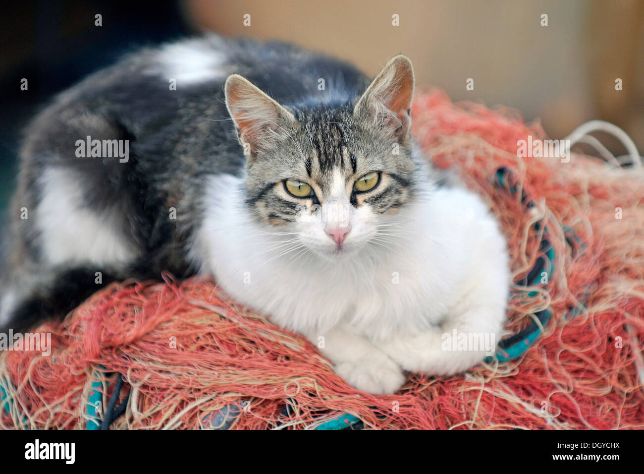 Red fish island hi-res stock photography and images - Alamy