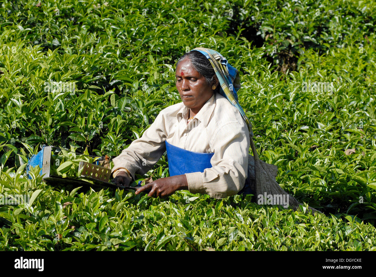 Tata tea hi-res stock photography and images - Alamy