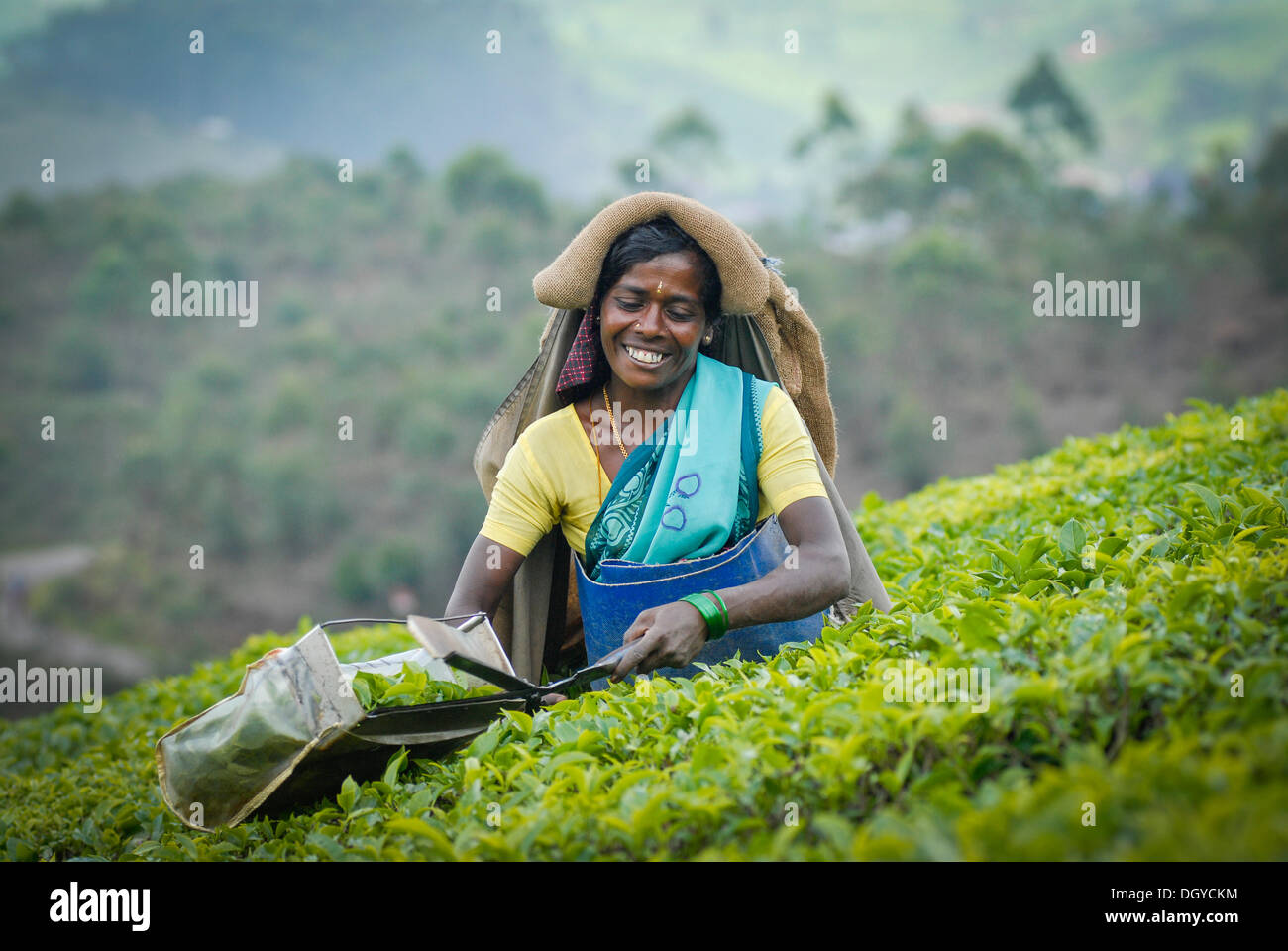 Smiling Indian tea picker, tea plantation, near Munnar, Kerala, South ...