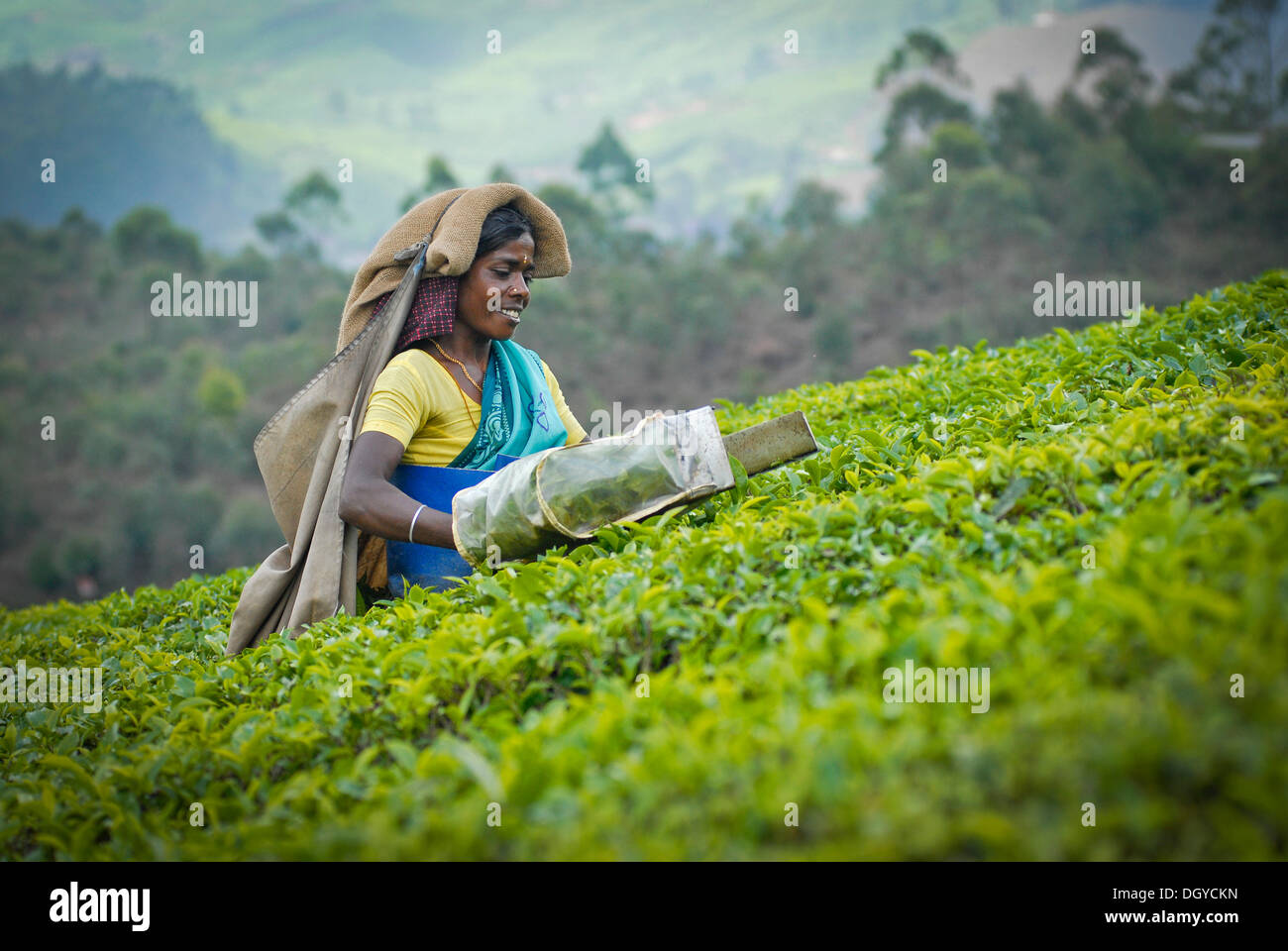 Indian tea picker, tea plantation, near Munnar, Kerala, South India ...