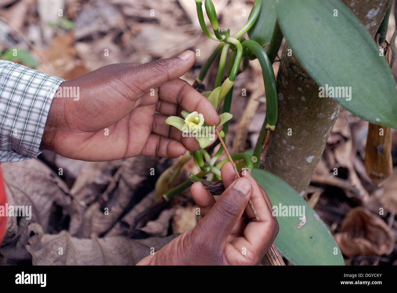 Manual pollination of a flower for the cultivation of vanilla pods ...