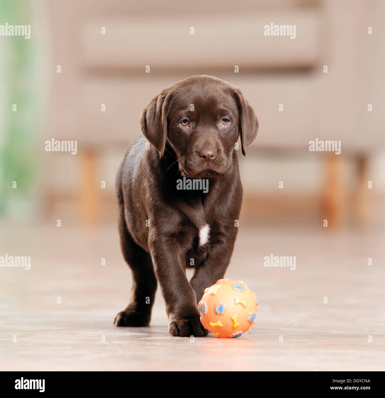 Labrador Retriever. Puppy playing with a ball Stock Photo - Alamy