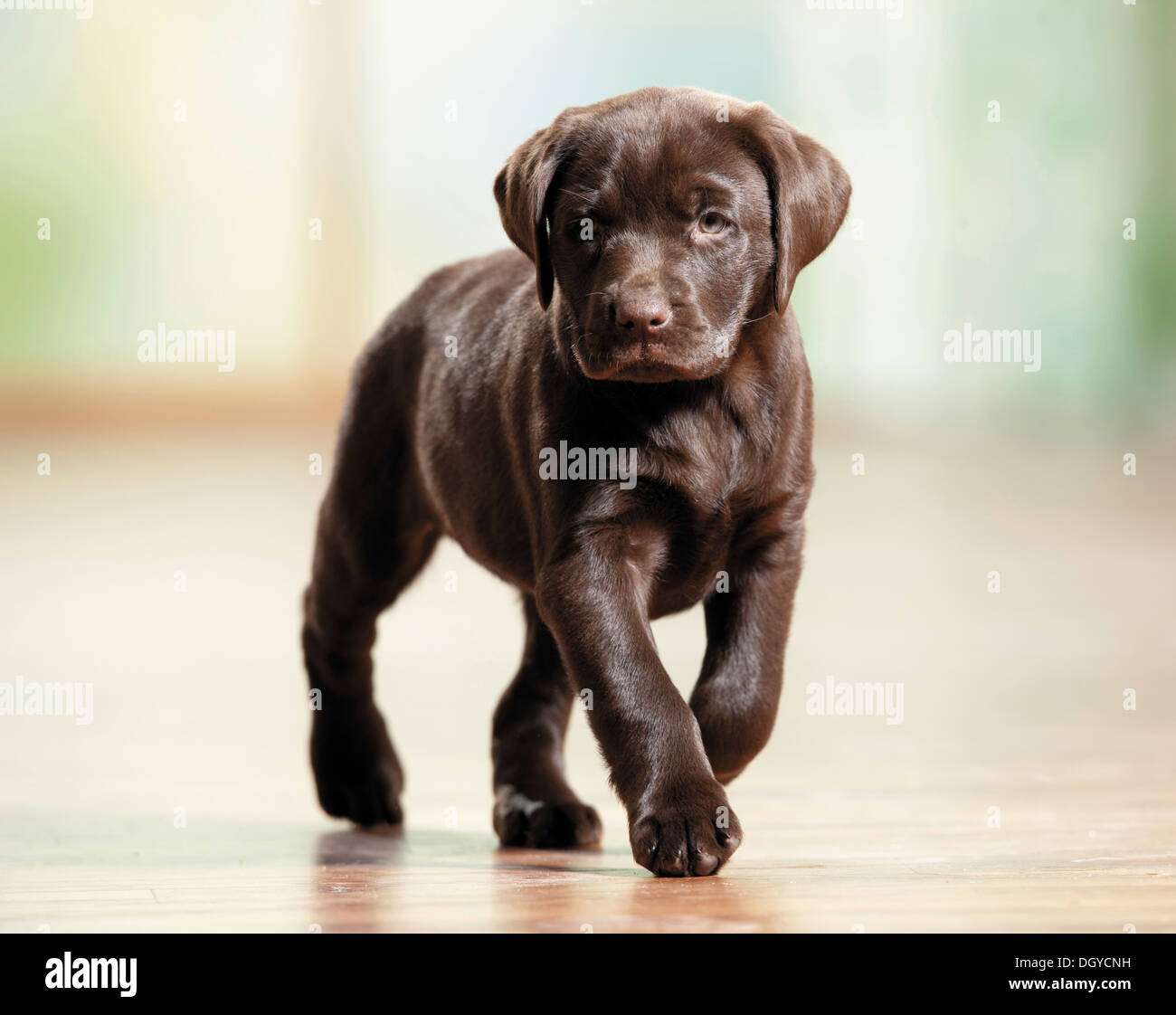Labrador Retriever. Puppy walking on wood parquet Stock Photo - Alamy