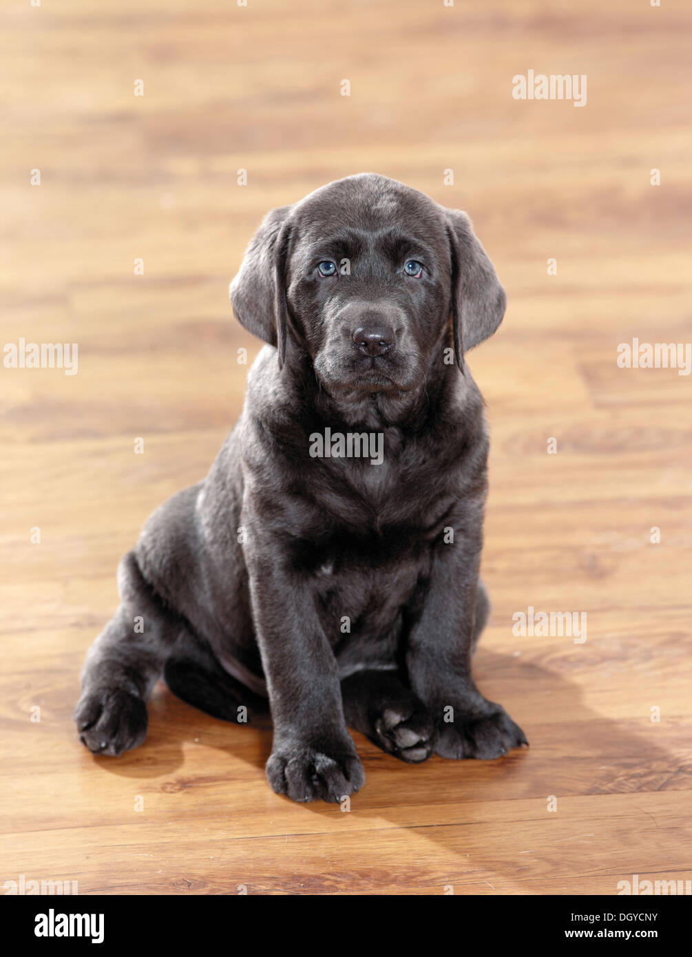 Labrador Retriever. Puppy sitting on wood parquet Stock Photo - Alamy