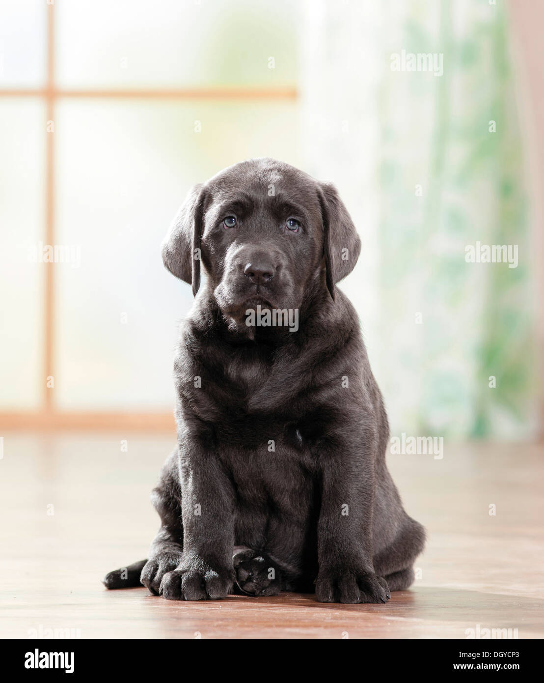 Labrador Retriever. Puppy sitting on wood parquet Stock Photo - Alamy