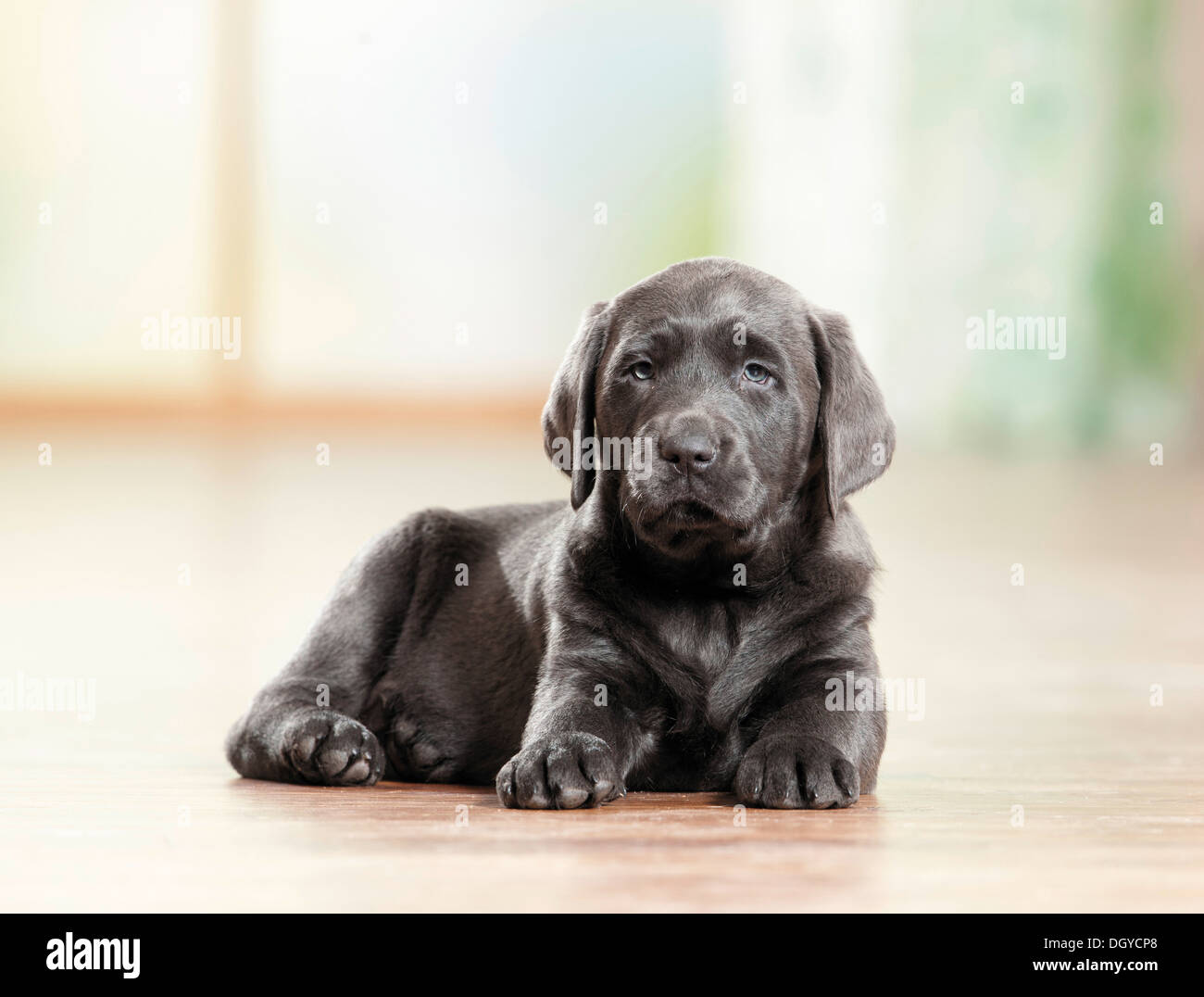 Labrador Retriever. Puppy lying on wood parquet Stock Photo - Alamy