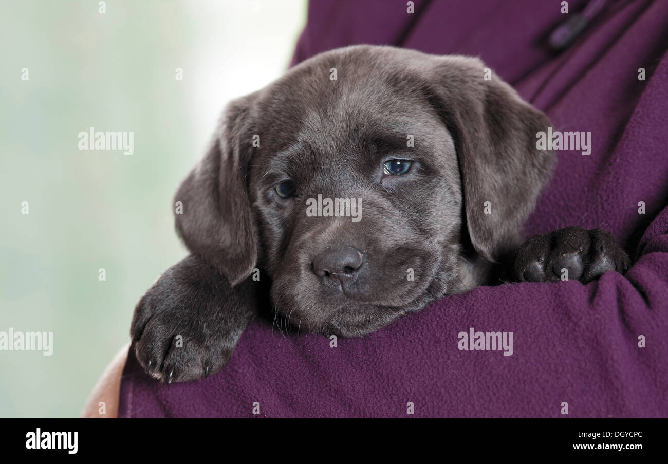 Labrador Retriever. Puppy in the arms of a person Stock Photo - Alamy