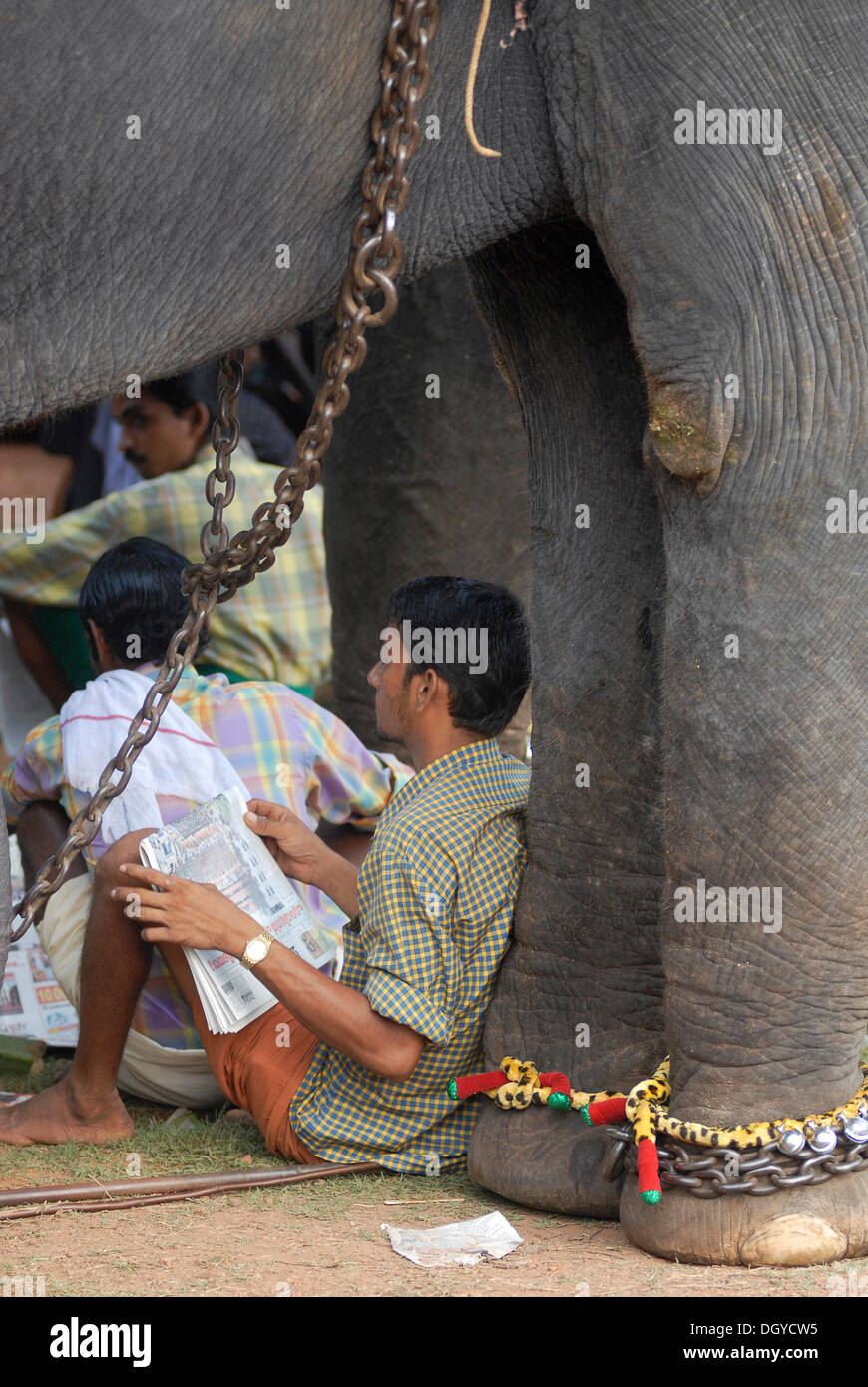 Mahout sitting under an elephant, reading a newspaper, Hindu Pooram ...