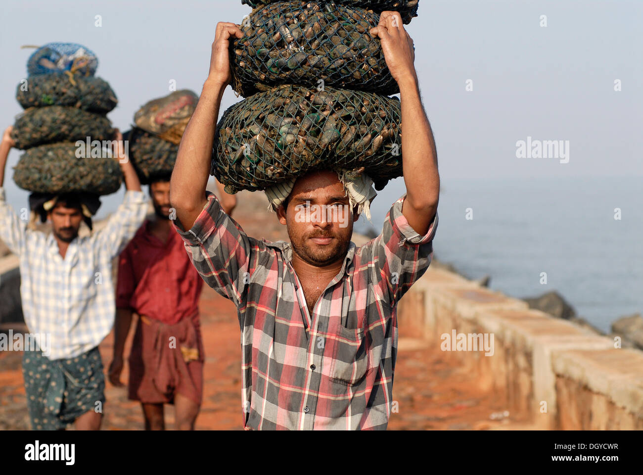 Kerala sea shells hi-res stock photography and images - Alamy