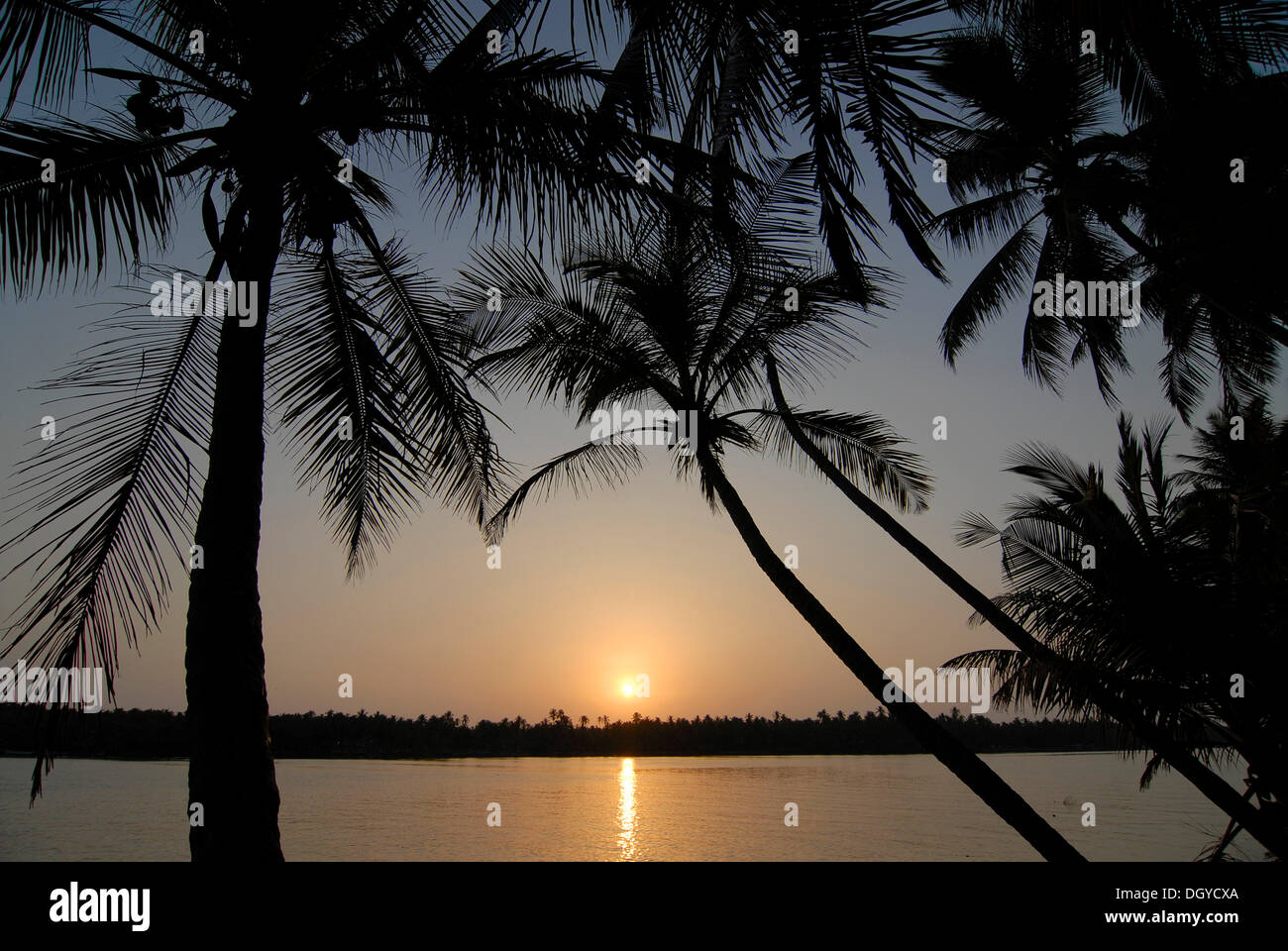Sunset, palm trees, Backwaters, Nileshwaram, Malabar Coast, northern ...