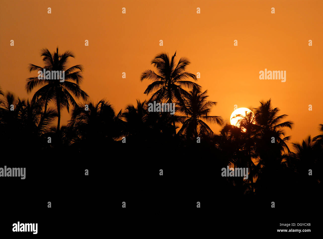 Sunset, palm trees, Backwaters, Nileshwaram, Malabar Coast, northern ...