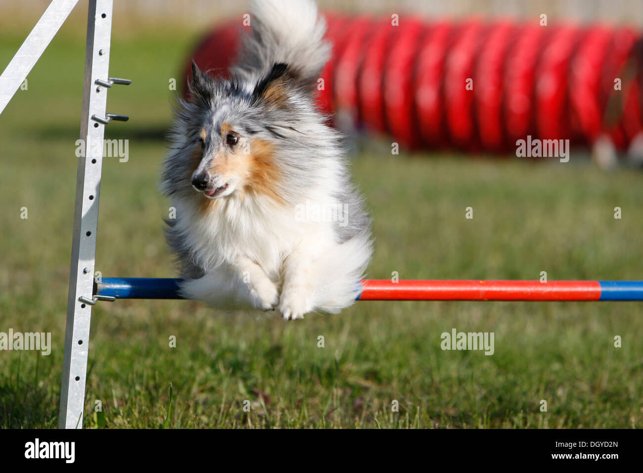 Shetland sheepdog action hi-res stock photography and images - Alamy