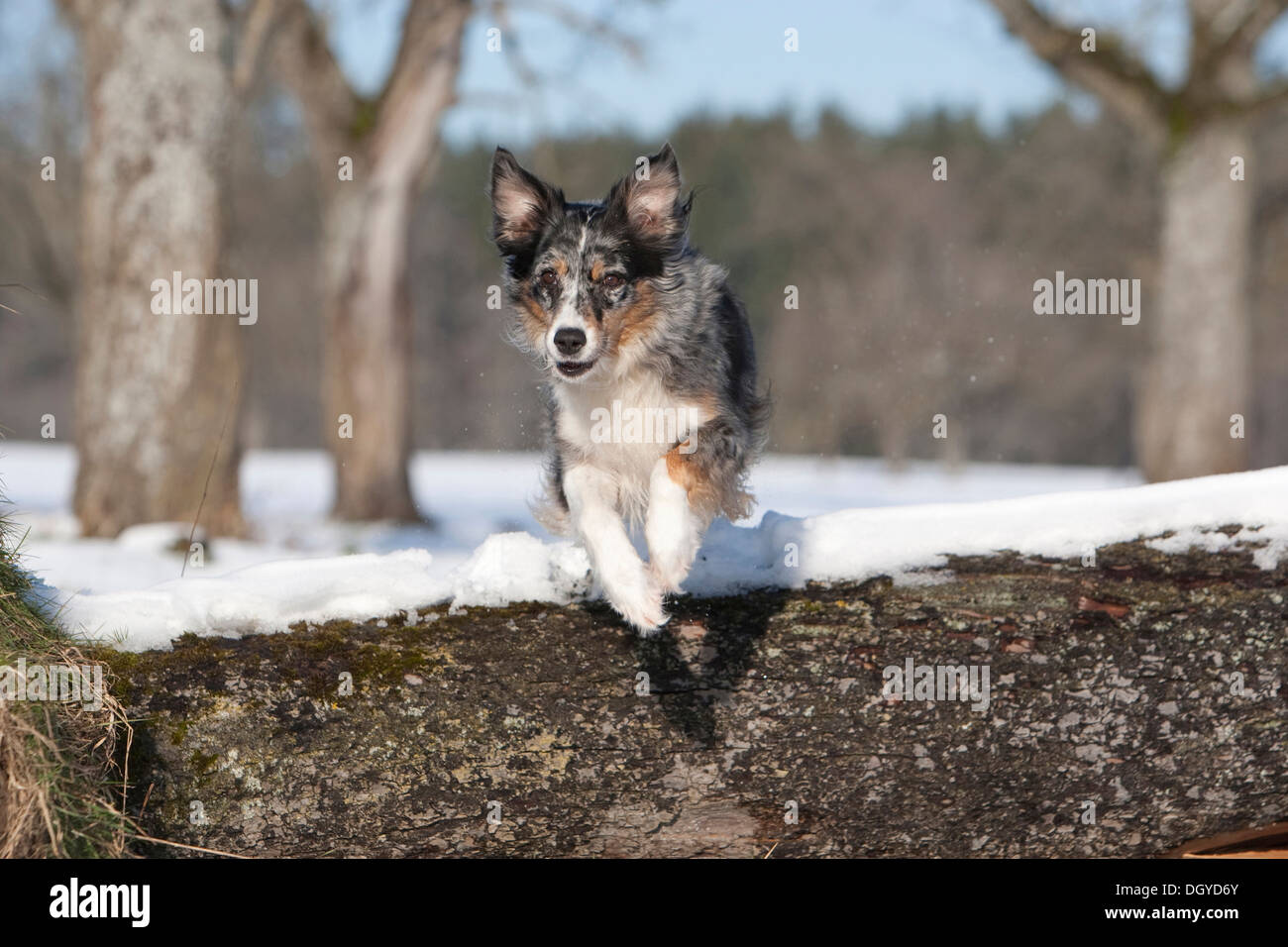 Leaping australian shepherd hi-res stock photography and images - Alamy