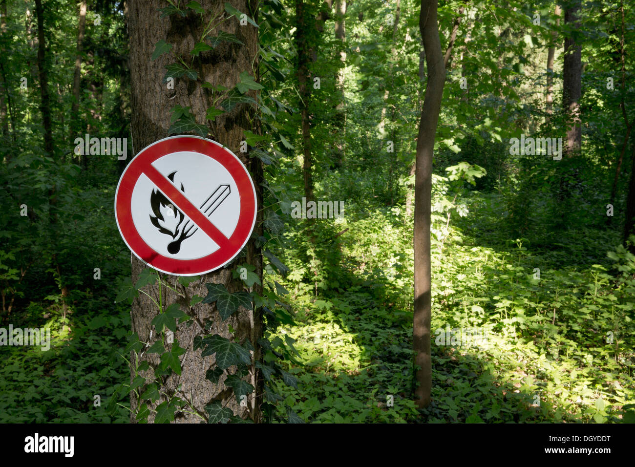 A no naked flames allowed sign posted on a tree in a wooded area Stock ...