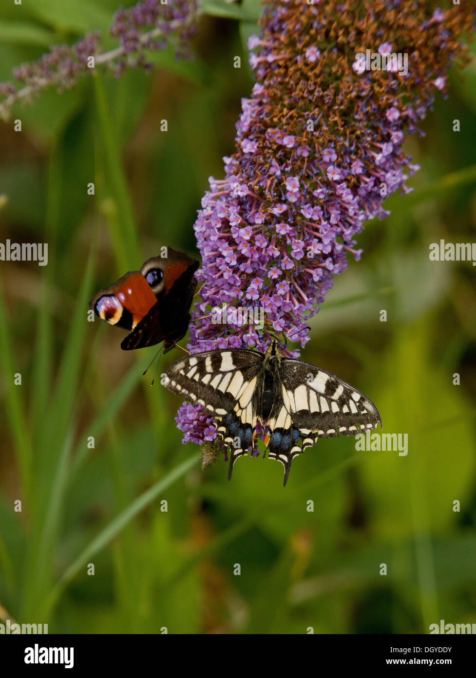 Common Swallowtail butterfly, Papilio machaon ssp britannicus, feeding ...