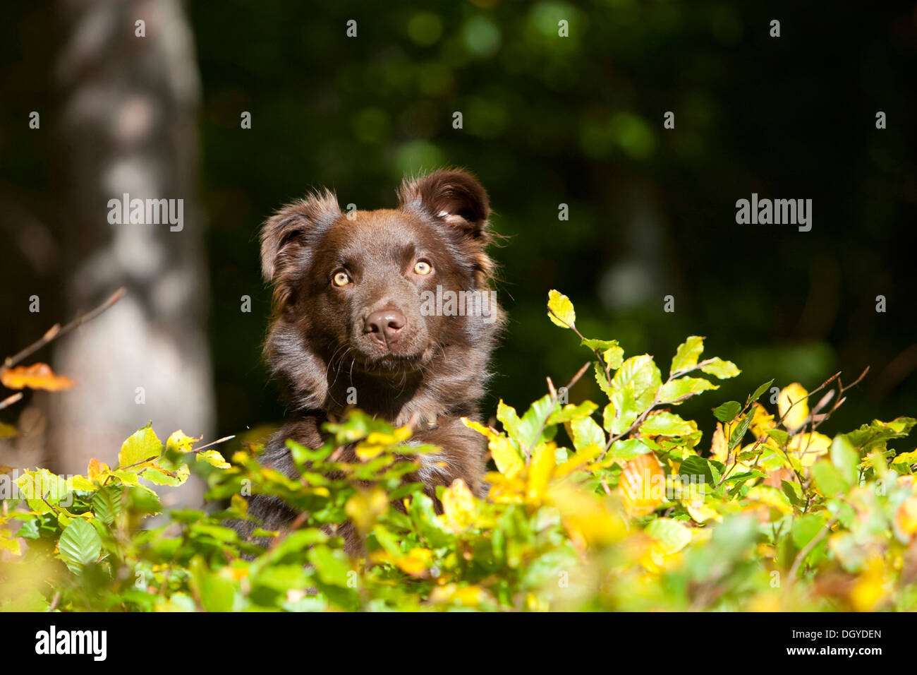 Australian Shepherd looking over a beech hedge Stock Photo - Alamy