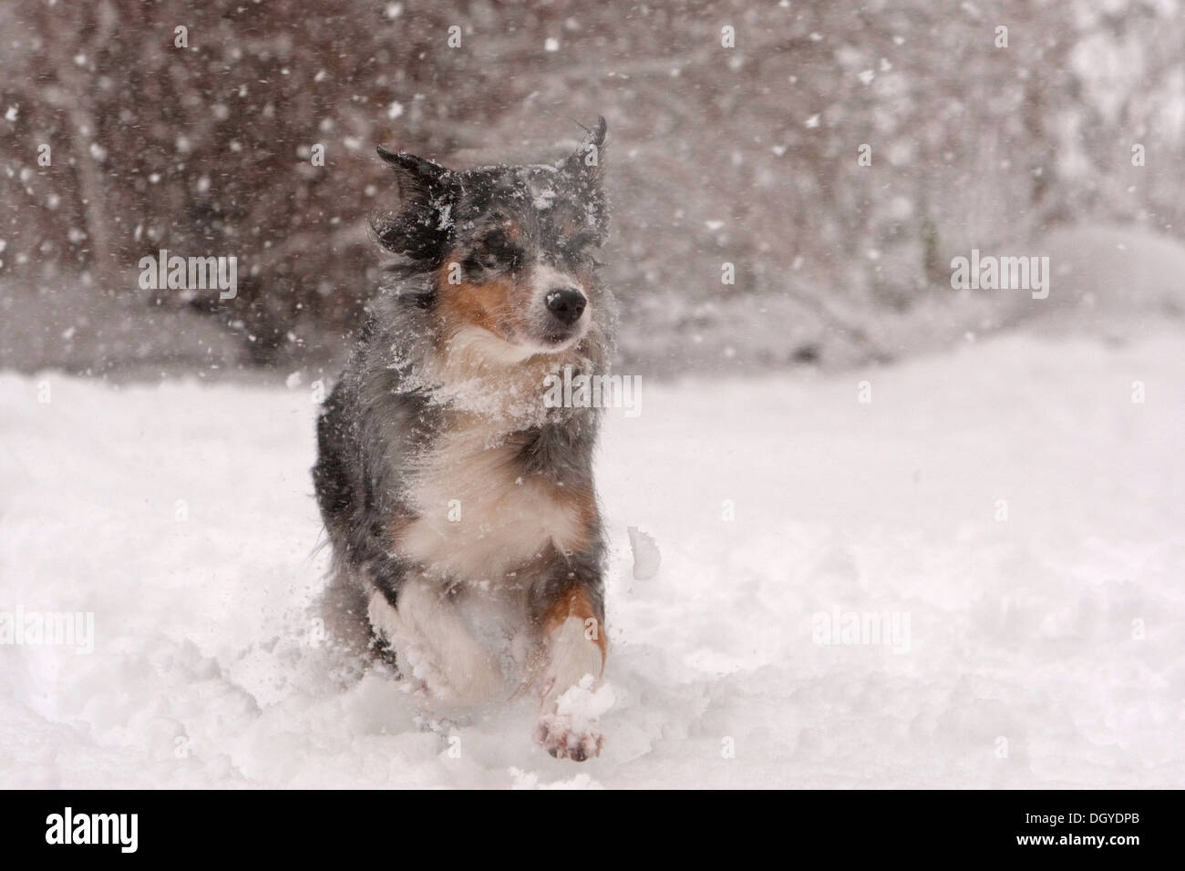 Australian Shepherd. Adult running in falling snow Stock Photo - Alamy