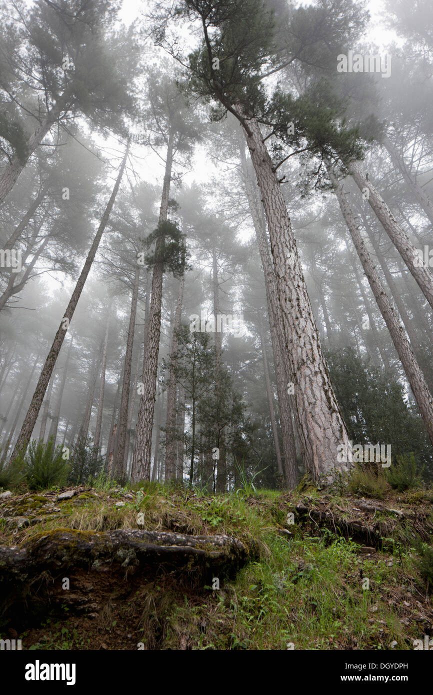 Fog rolling over a forest of trees Stock Photo - Alamy