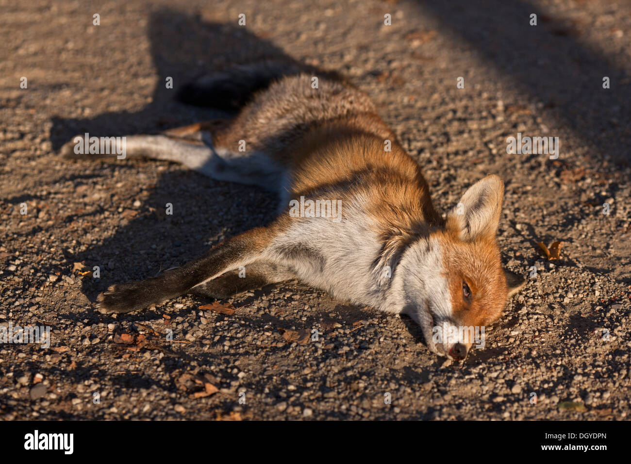 Fox lying down hi-res stock photography and images - Alamy