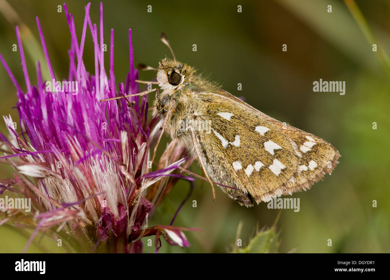 Silver-spotted Skipper butterfly, Hesperia comma feeding on Stemless ...