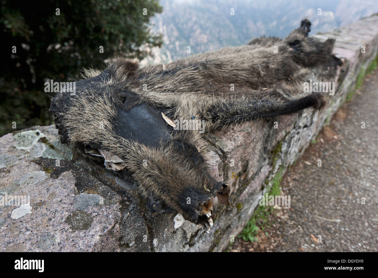 A dead wild boar that's been run over and is flattened Stock Photo - Alamy