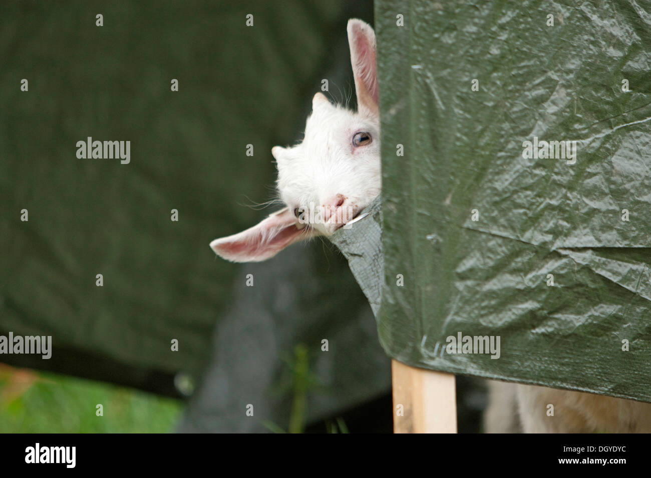 Goat nibbling hi-res stock photography and images - Alamy