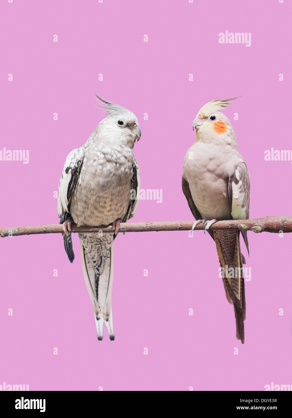 Cockatiel branch hi-res stock photography and images - Alamy