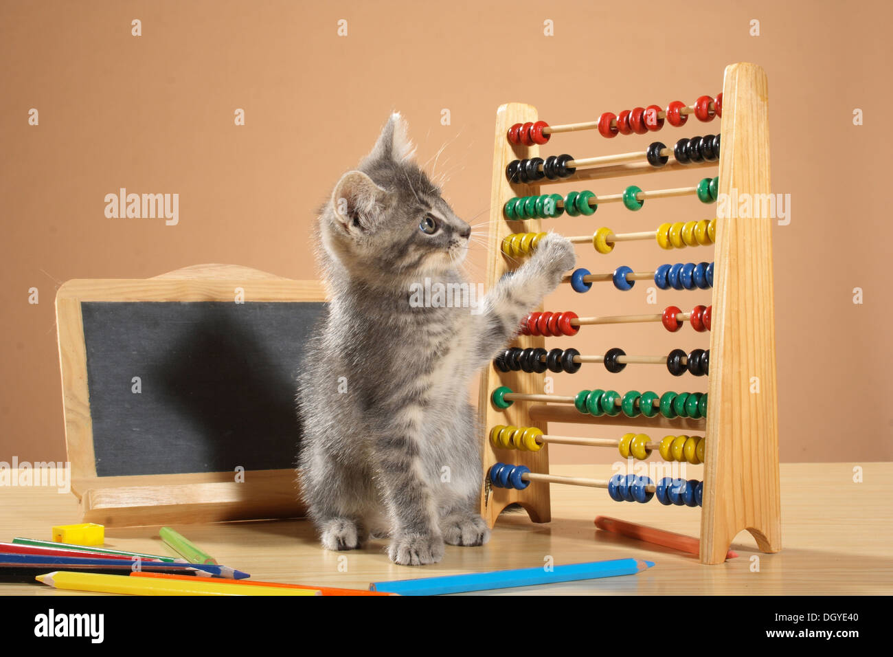 Counting Cat