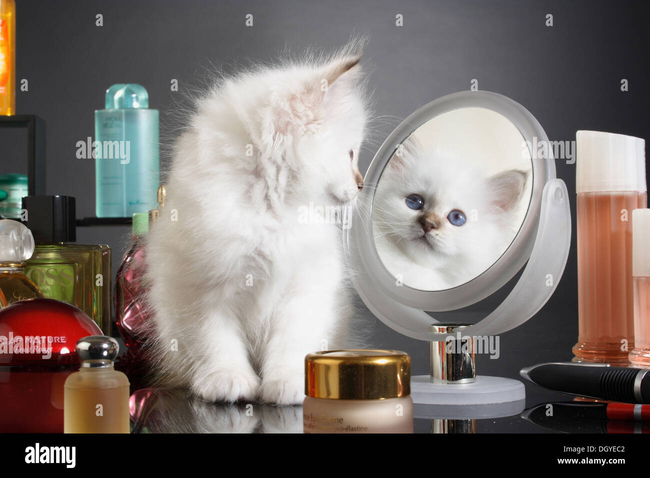 Sacred cat of Burma. White kitten looking into a makeup mirror Stock ...