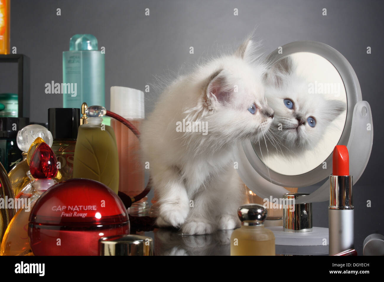 Cat looking into a mirror hi-res stock photography and images - Alamy