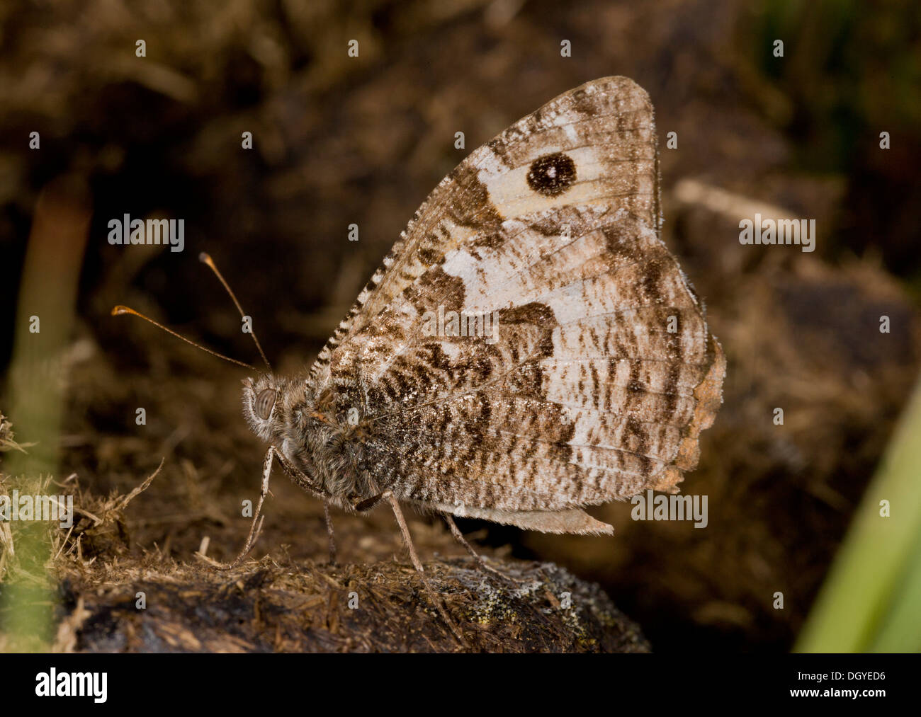 Hipparchia semele settled hi-res stock photography and images - Alamy