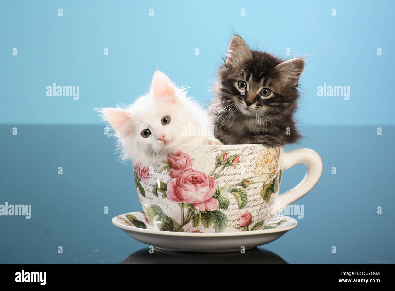 Siberian Cat. Two kittens in a decorative cup Stock Photo - Alamy