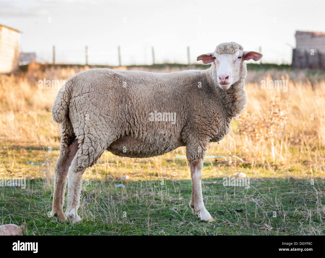 Sheep body on the meadow staring Stock Photo - Alamy