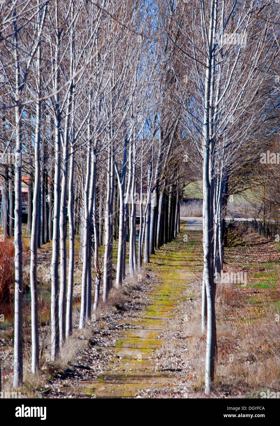 Poplar forest near the river Stock Photo - Alamy