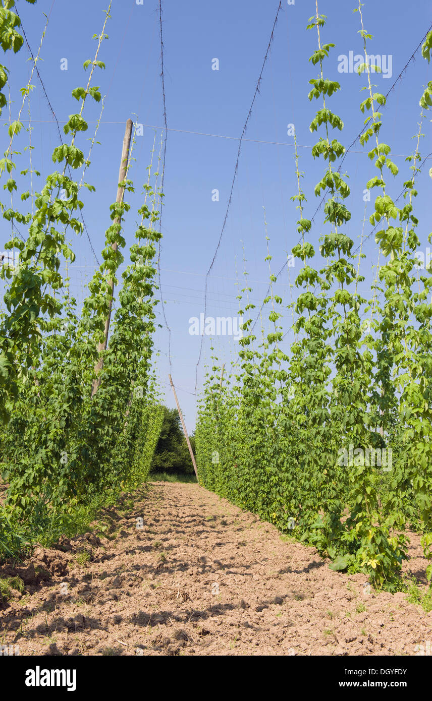 Hops hi-res stock photography and images - Alamy