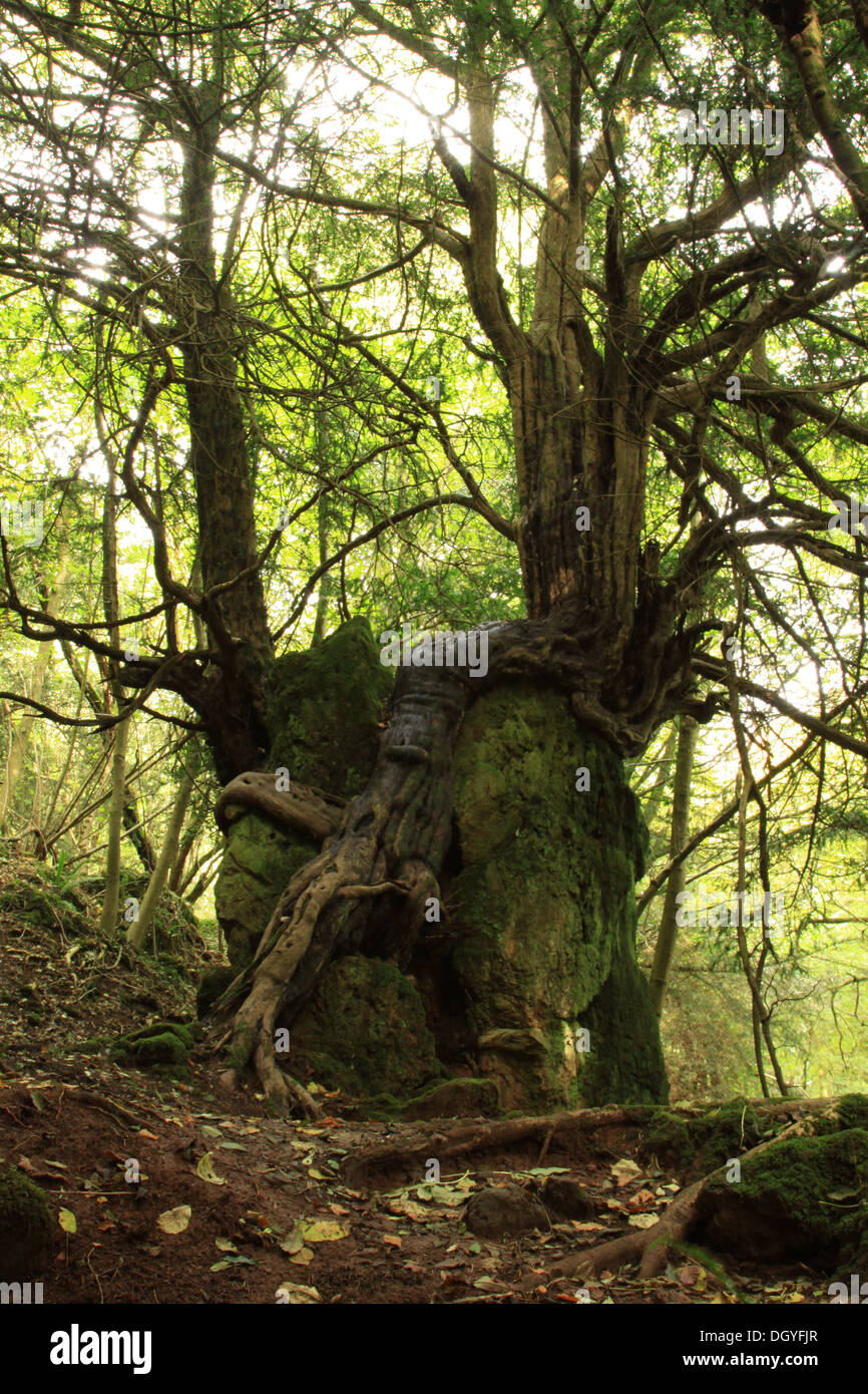 Yew roots hi-res stock photography and images - Alamy