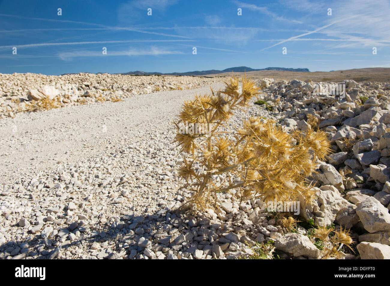 Path thistle hi-res stock photography and images - Alamy